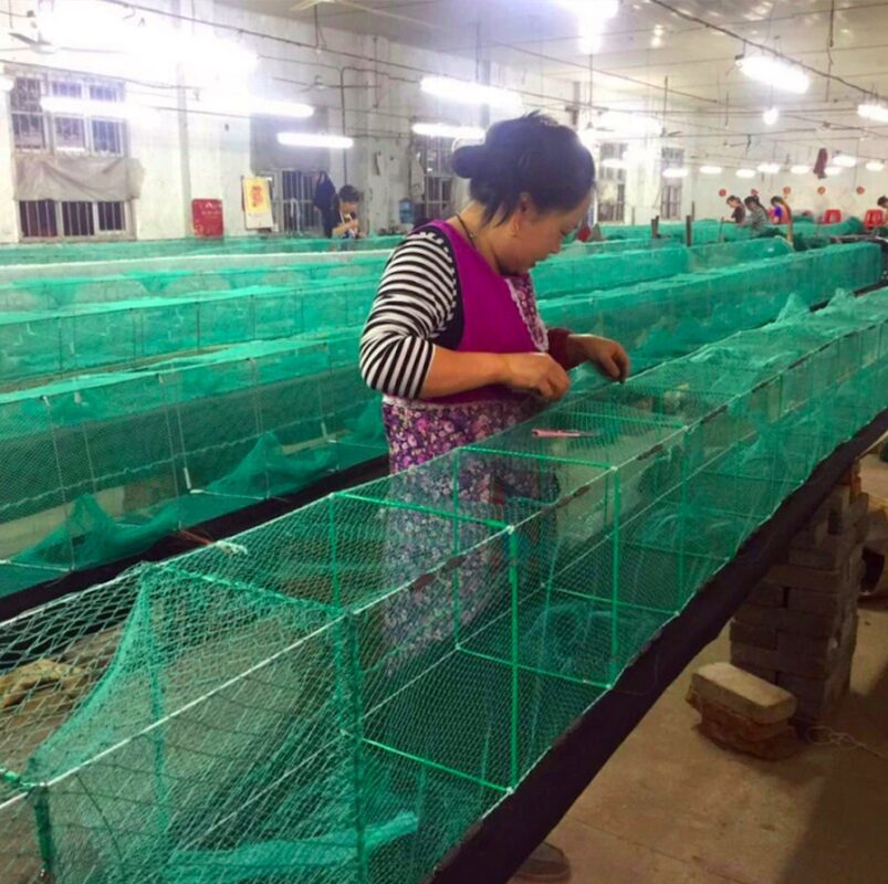 Crayfish Trap | Crawfish Trap | Shrimp Trap | The Survival Island